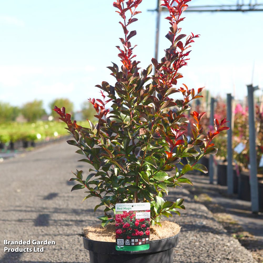 Lagerstroemia indica 'Ruffled Red Magic' | Dobies