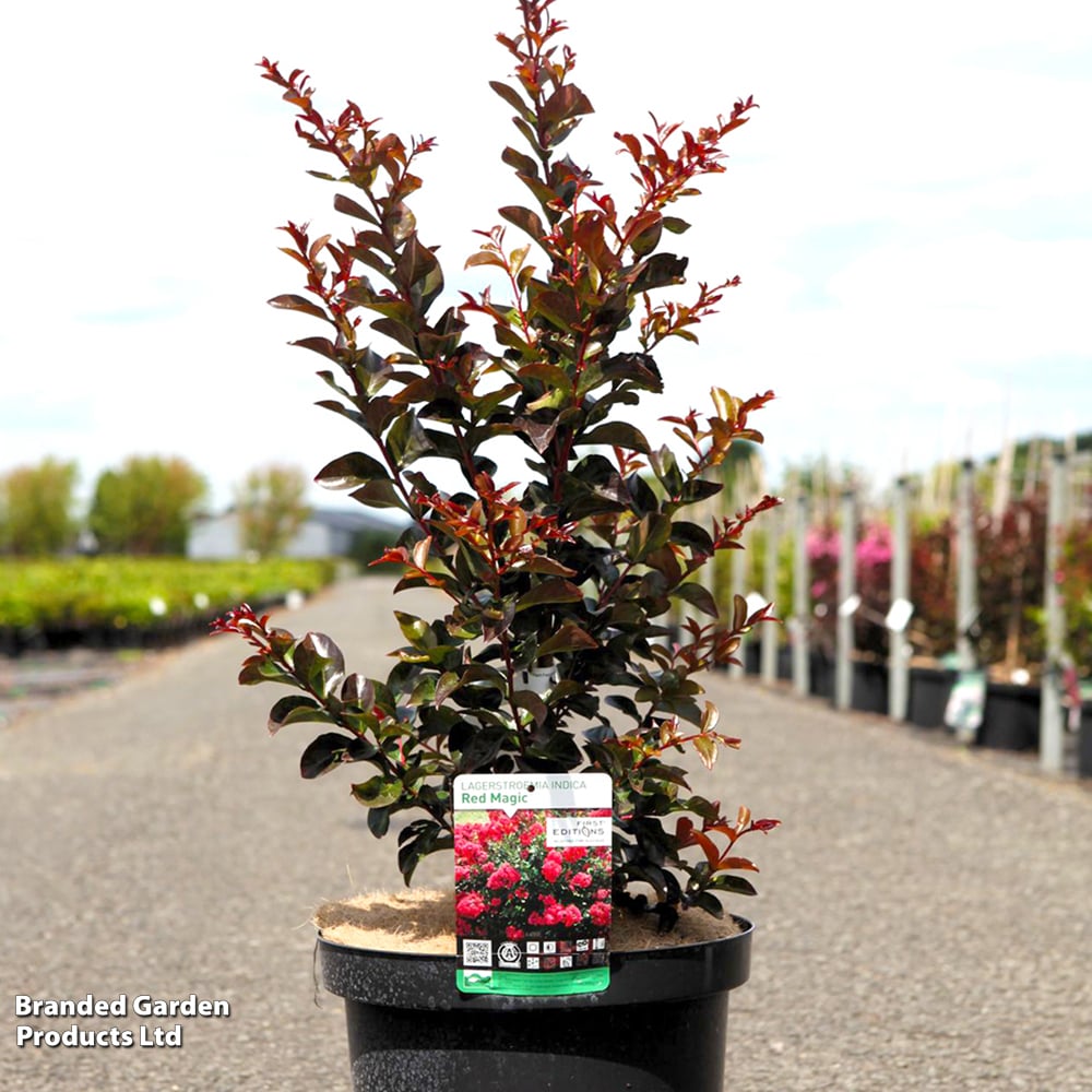 Lagerstroemia indica 'Ruffled Red Magic' | Dobies