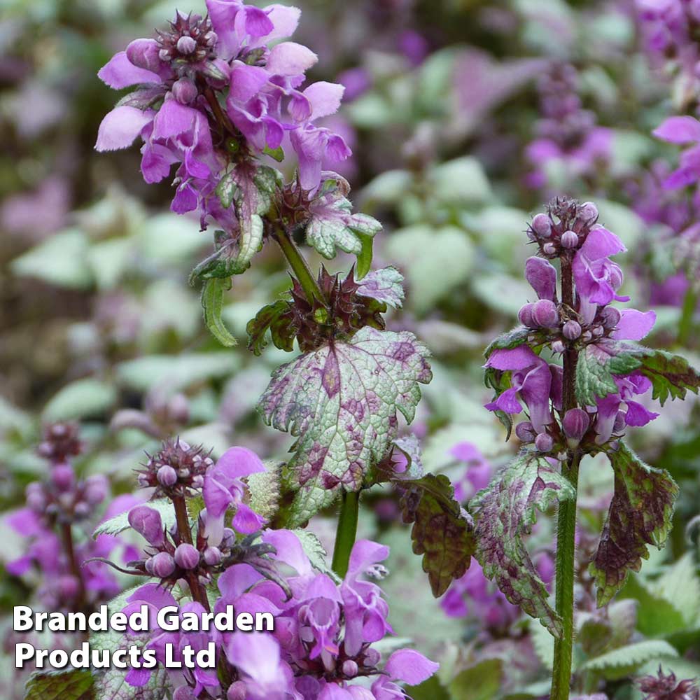 Lamium Maculatum Lamium Maculatum Golden Anniversary JParkers