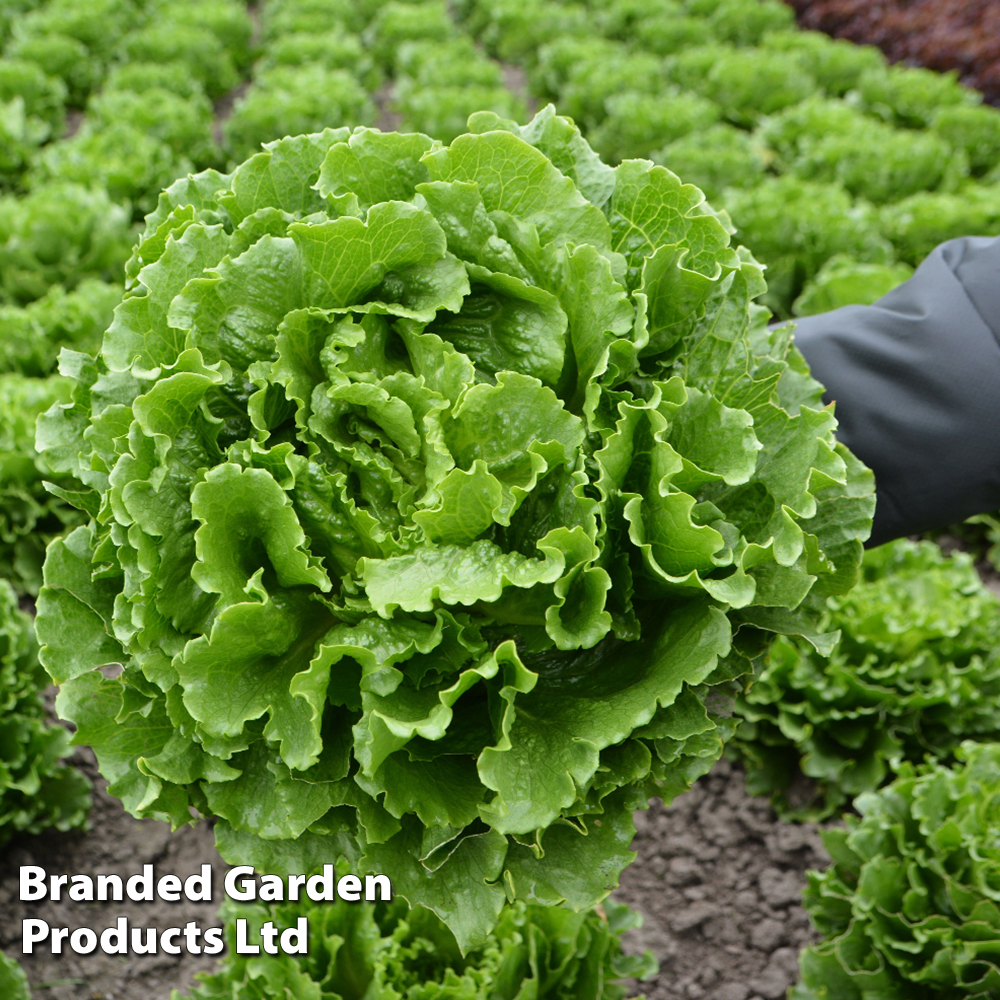 Lettuce 'Burger Leaf' | Dobies