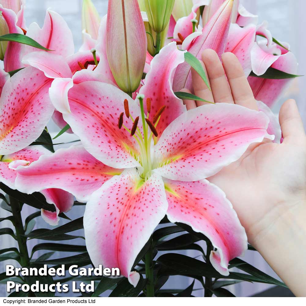 Lily Rapid Romance | Dobies