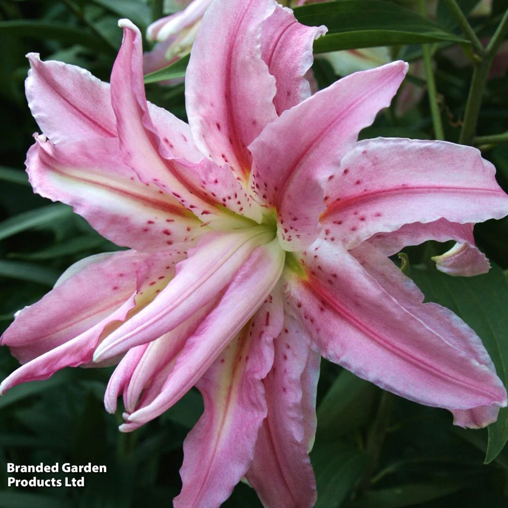 Lily 'Broken Heart' | Dobies