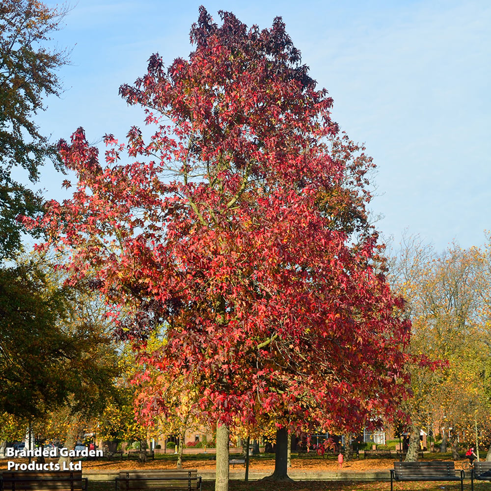 Liquidambar styraciflua (Mature Tree) | Dobies