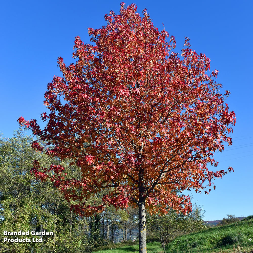 Liquidambar styraciflua (Mature Tree) | Dobies