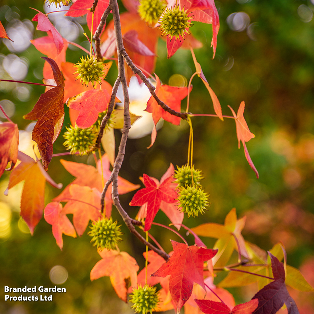Liquidambar styraciflua (Mature Tree) | Dobies