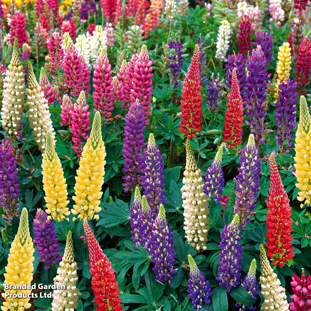 Lupin 'Legendary Hybrids Mix' | Dobies