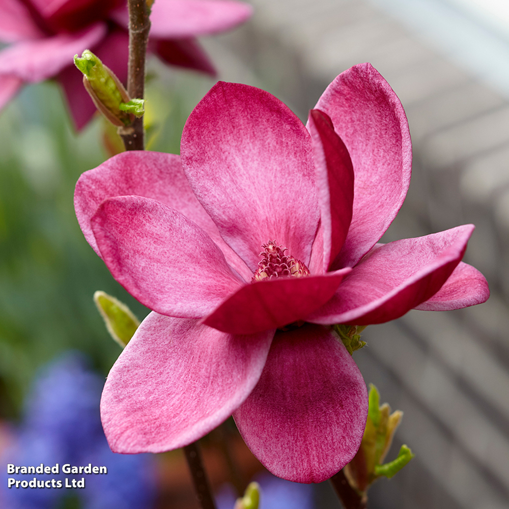 Magnolia 'Genie' | Dobies
