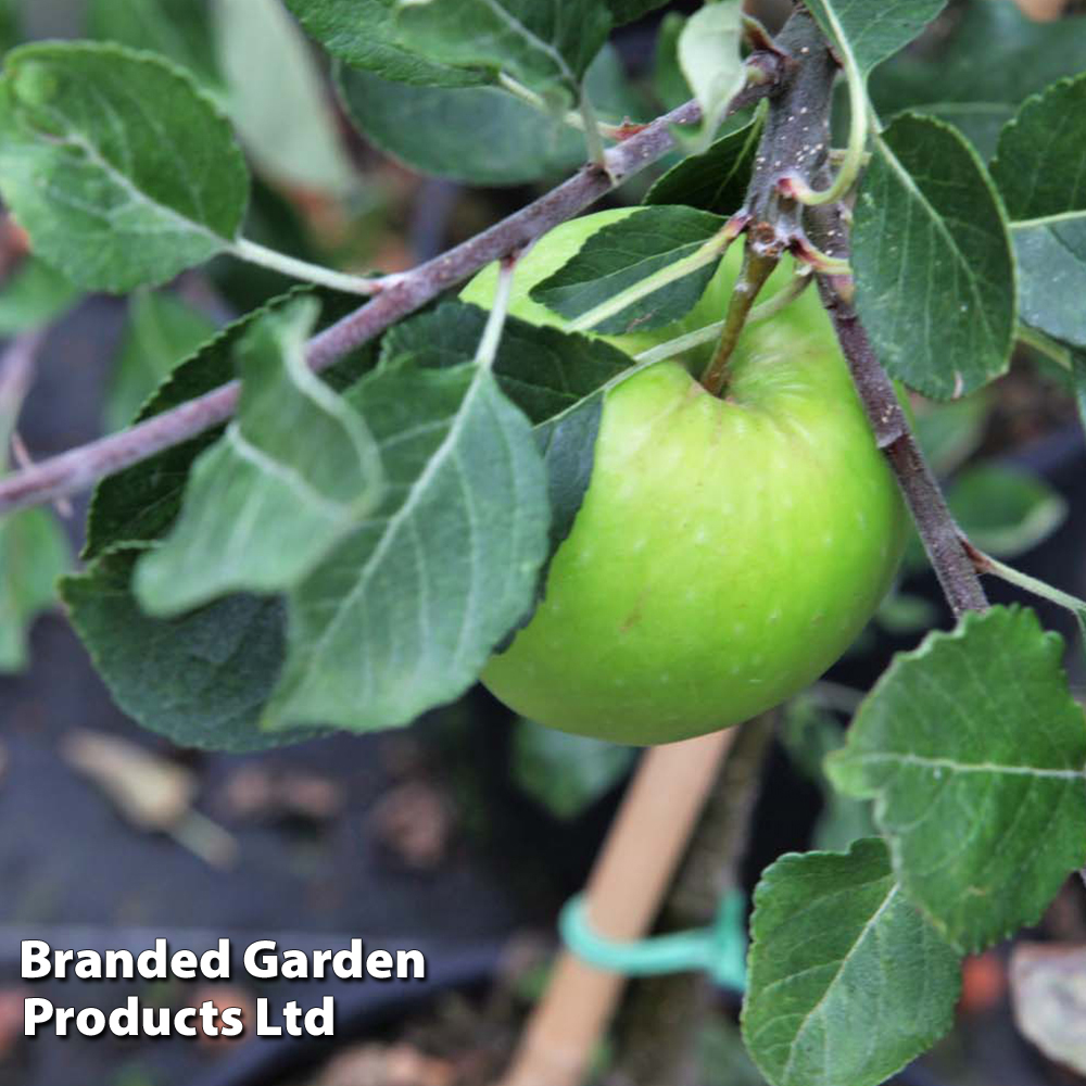 Apple Duo Patio Fruit Trees | Dobies