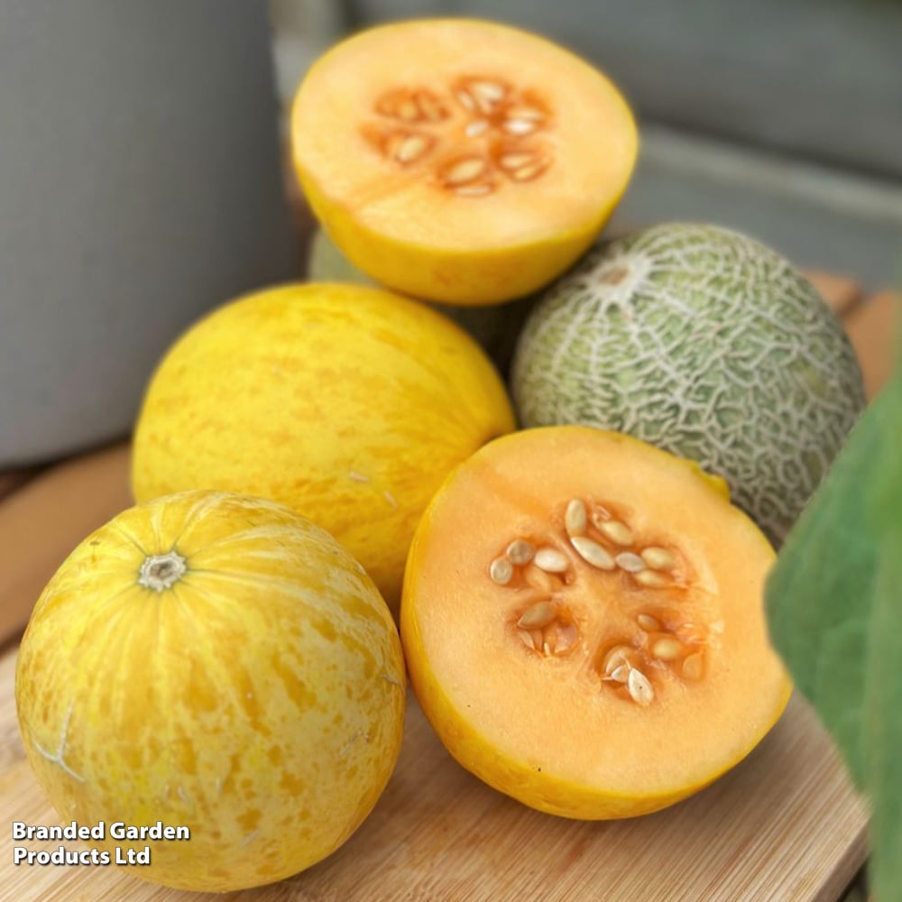 Melon 'Honey Drops Dara' | Dobies