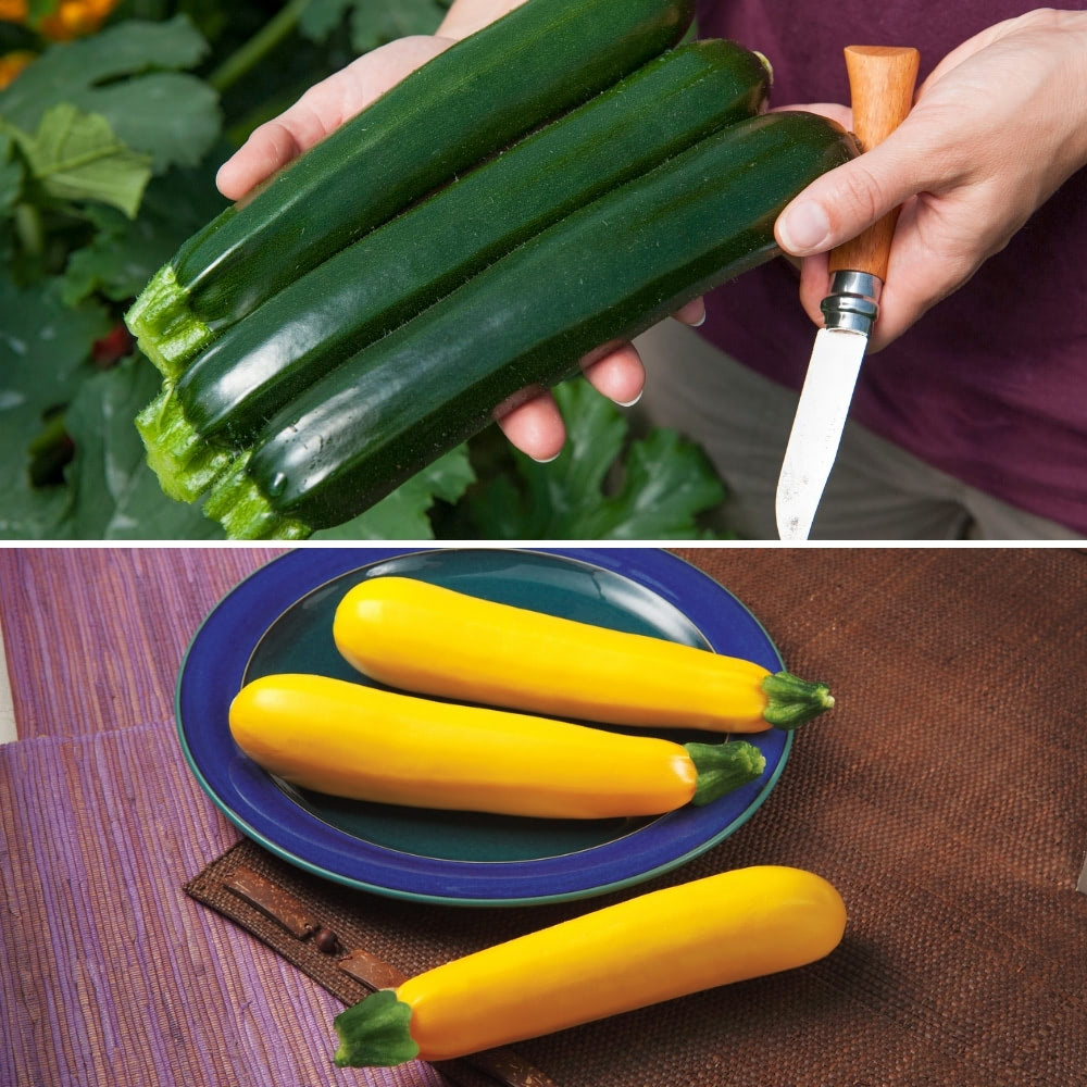 Courgette Twin Pack | Dobies