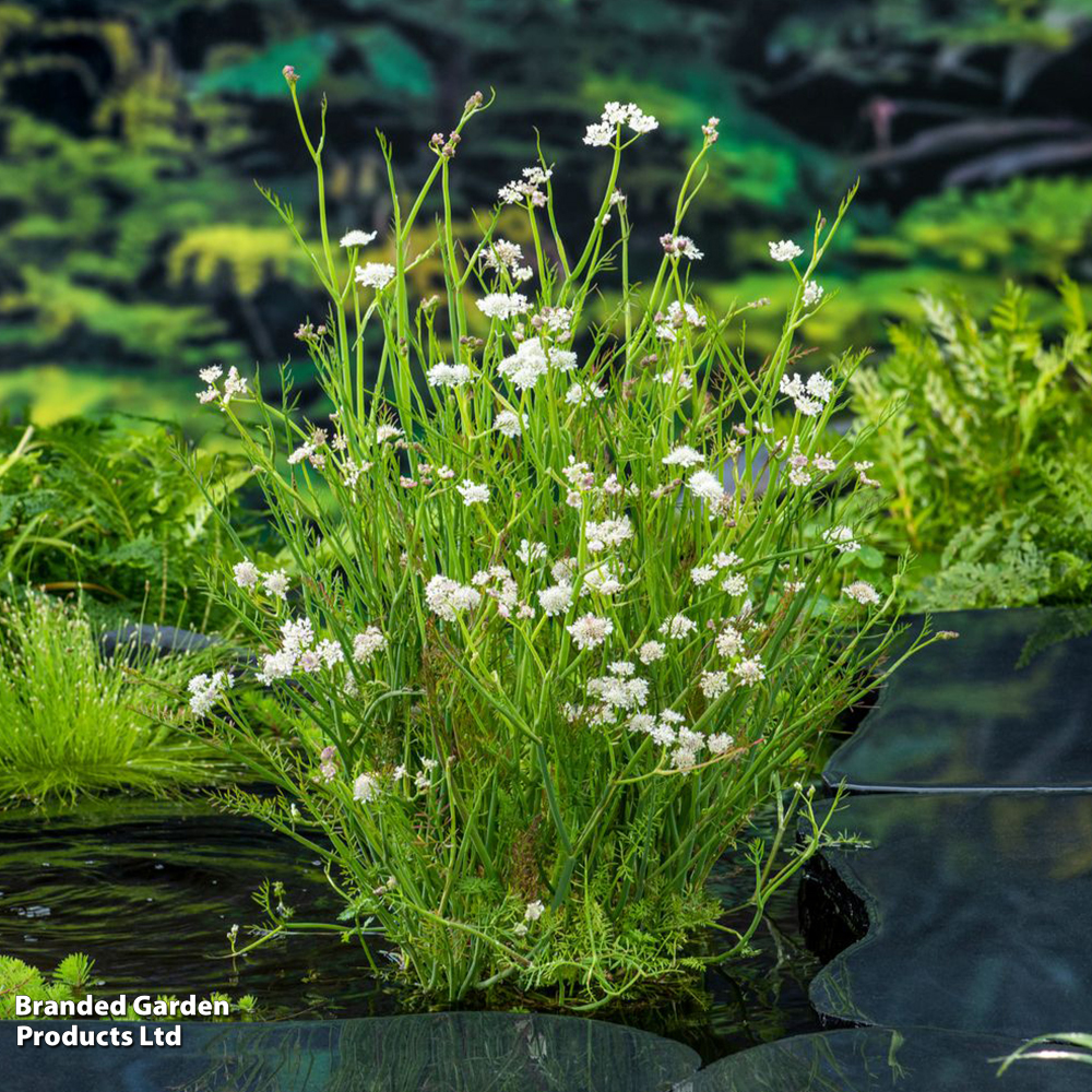 Oenanthe aquatica (Marginal Aquatic) | Dobies