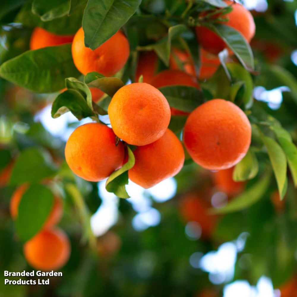 Satsuma (Citrus Fruit) | Dobies
