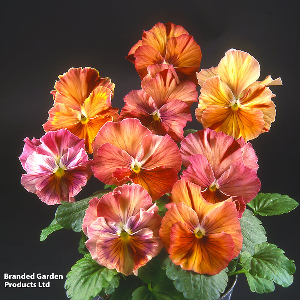 Pansy 'Chianti Shades' | Dobies