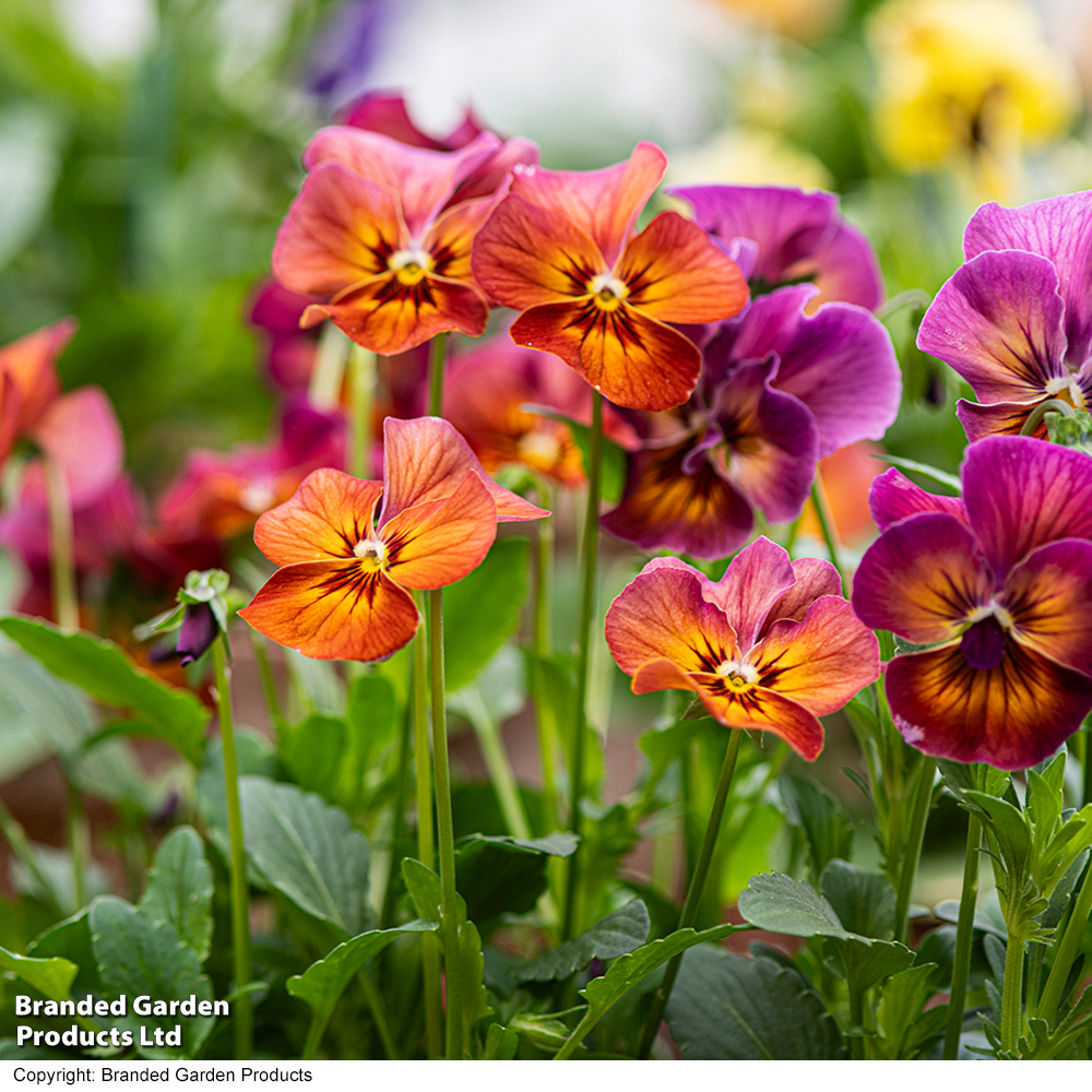Viola 'Mulberry Shades Mix' | Dobies