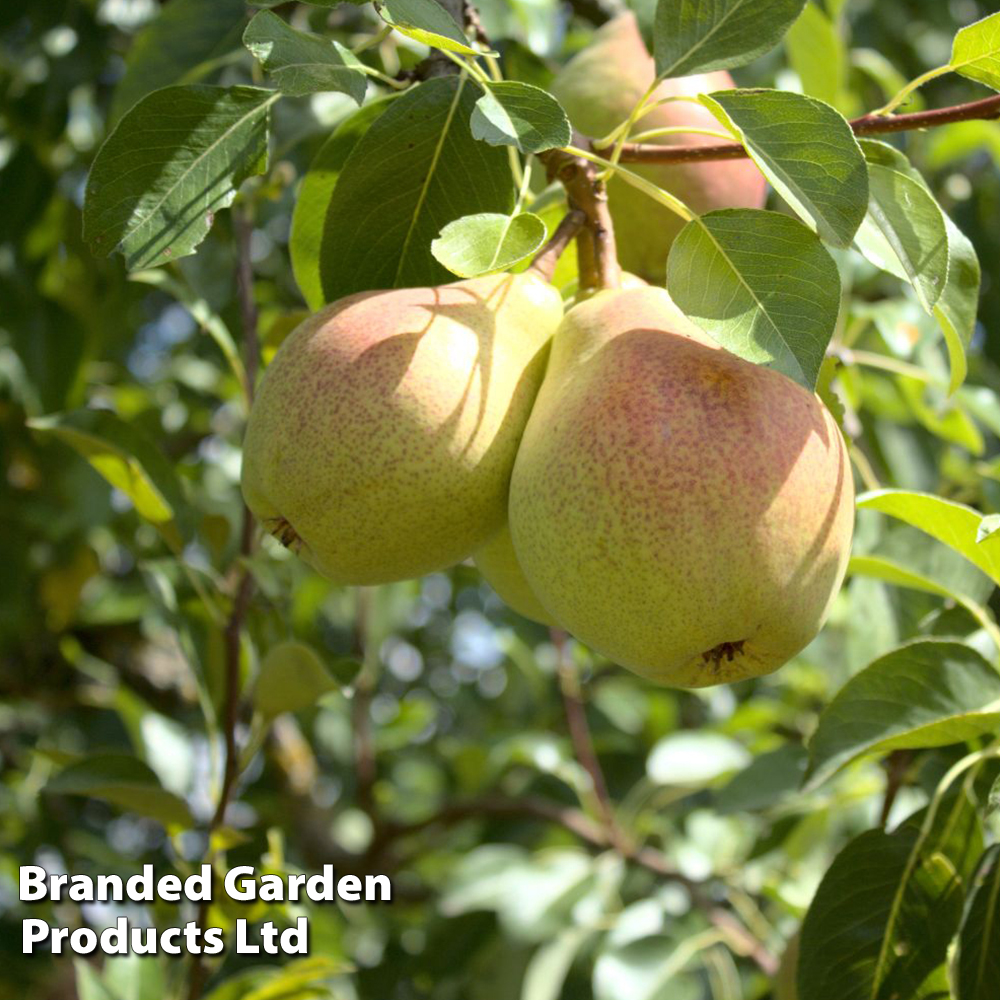 Pear Duo Family Tree | Dobies