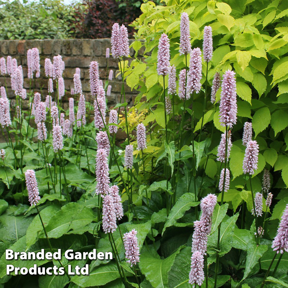 Persicaria bistorta (Marginal Aquatic) | Dobies