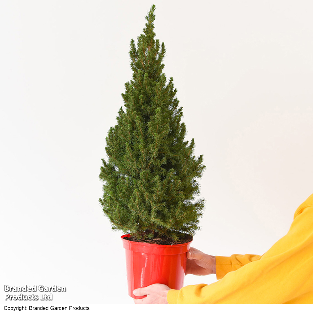 Potted Christmas Tree - Picea Perfecta - Gift | Dobies