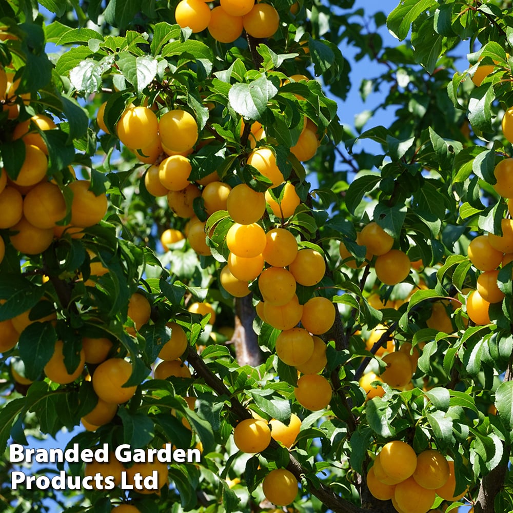 Plum Duo Patio Fruit Trees | Dobies