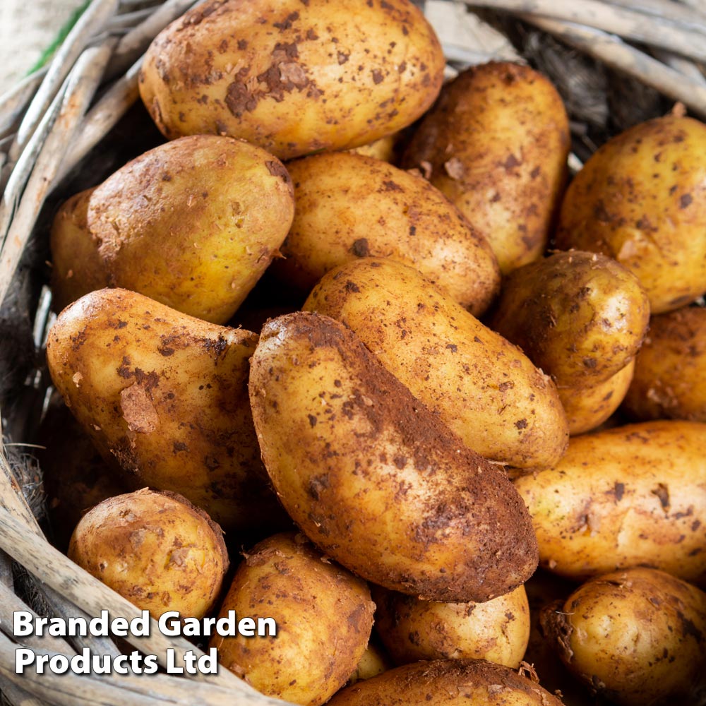 Potato 'Nicola' | Dobies