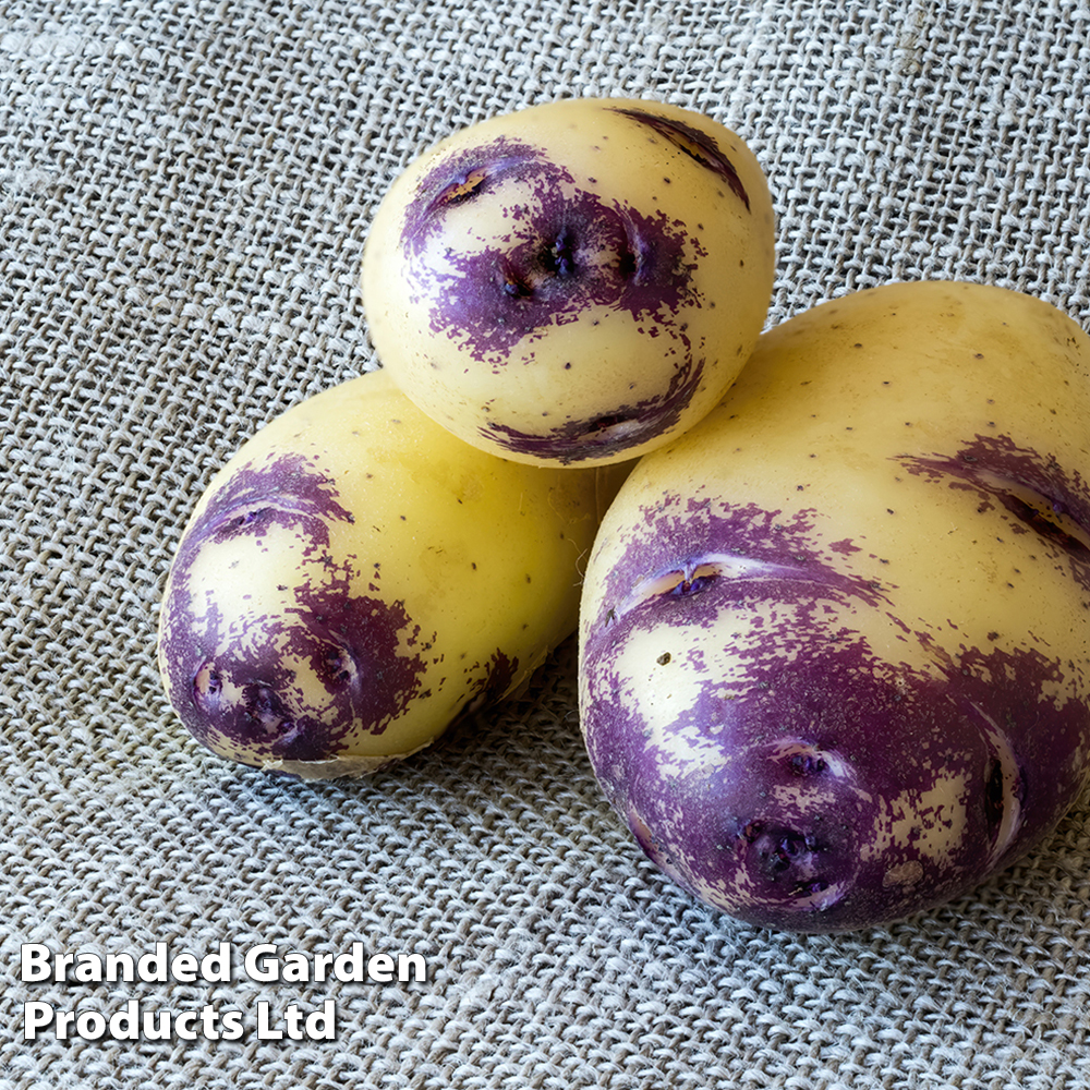 Potato 'Blue Belle' | Dobies