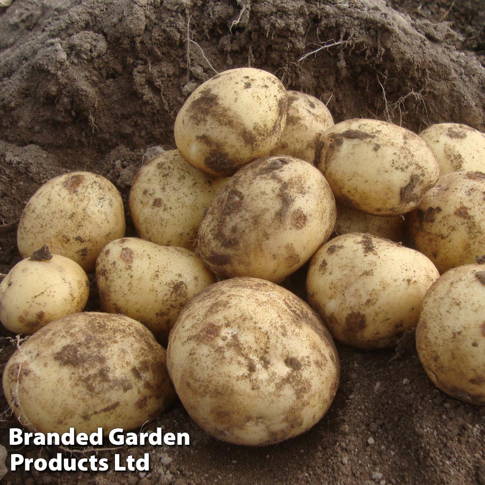 Potato 'Marfona' | Dobies