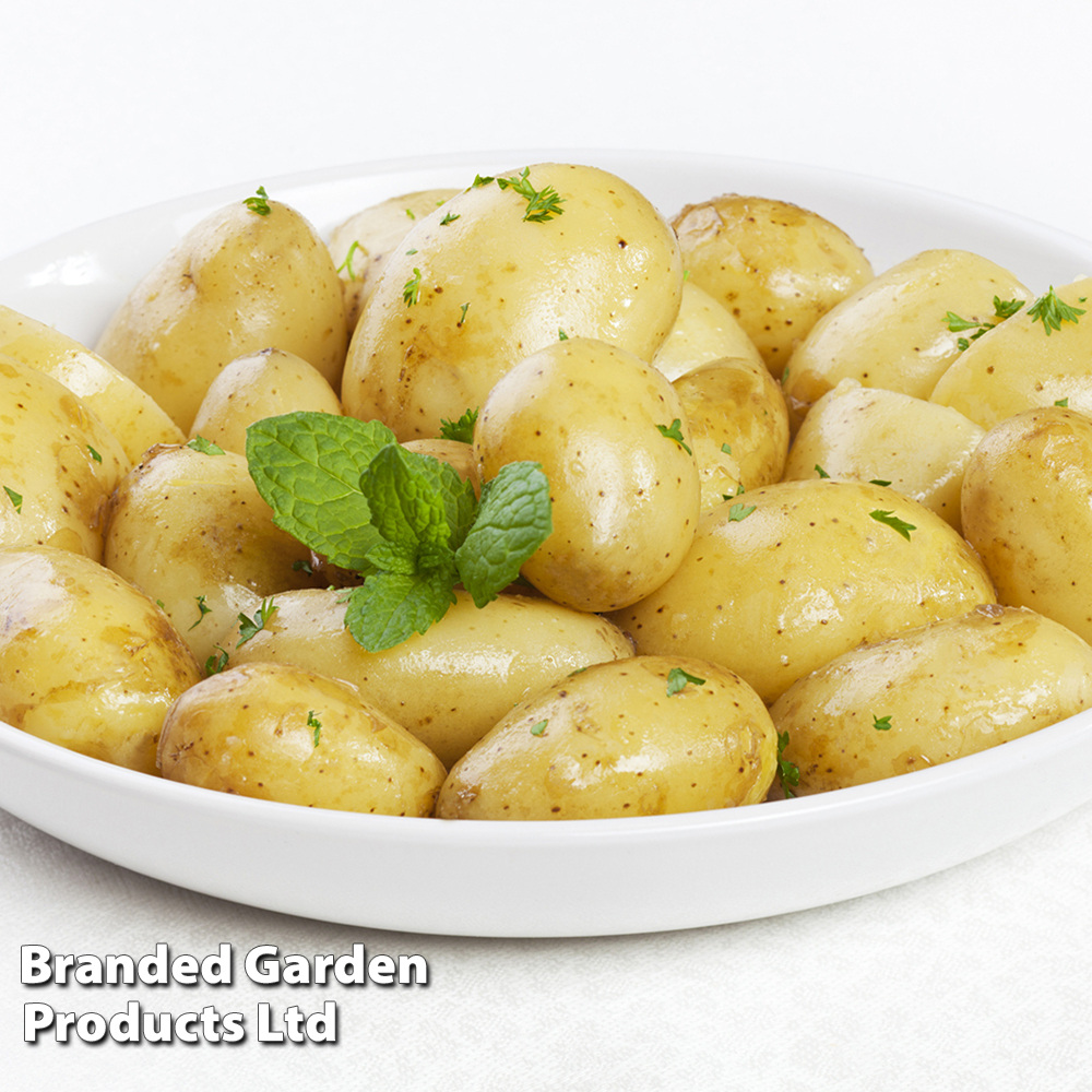 Seed Potatoes - Second cropping - Maris Peer 1kg | Dobies