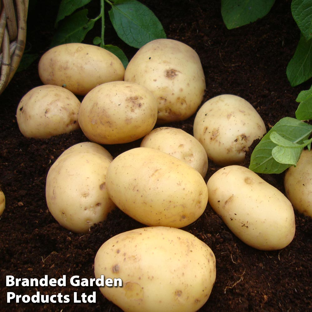 Potato 'Nadine' | Dobies