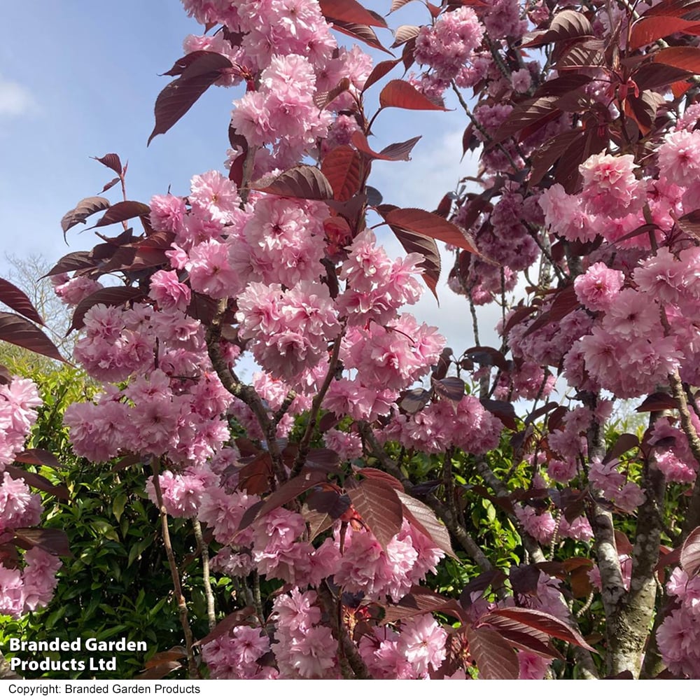 Prunus 'Royal Burgundy' (Mature Tree) | Dobies