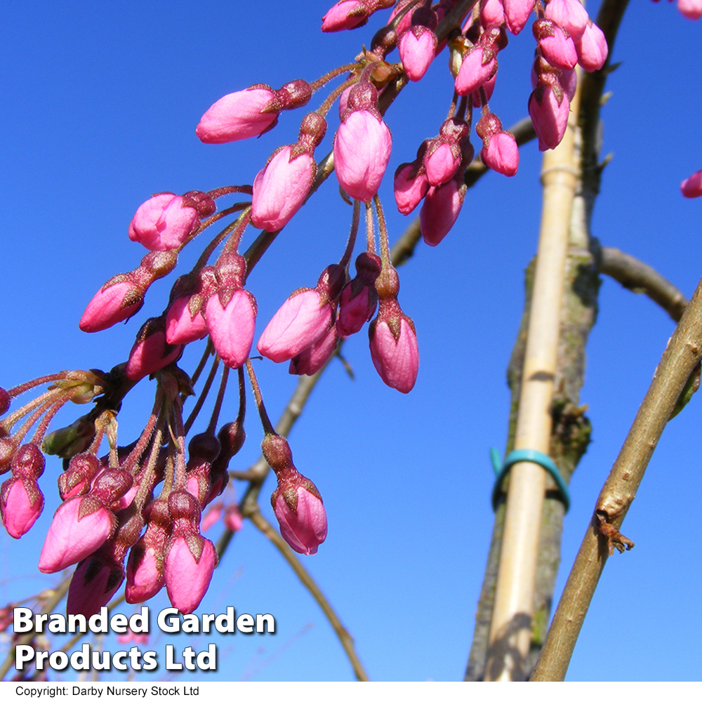 Prunus pendula 'Pendula Rubra' | Dobies