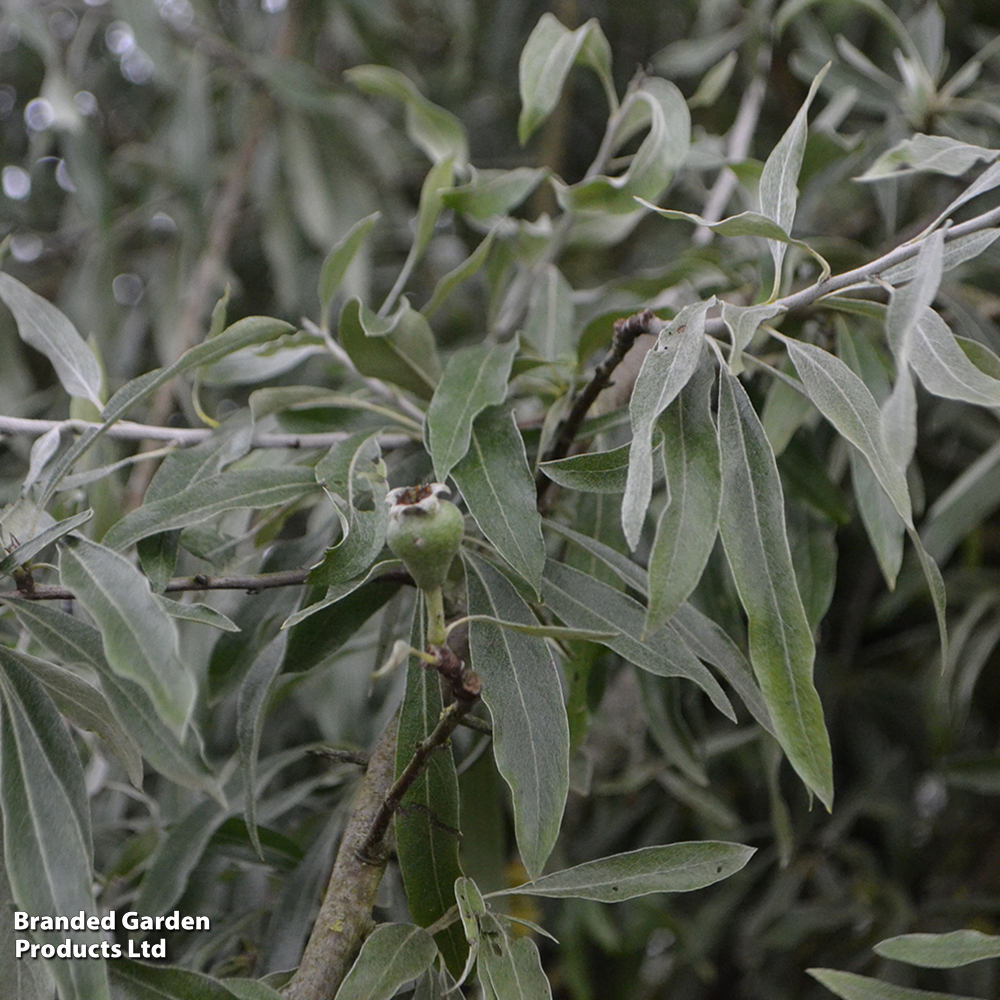 Pyrus salicifolia 'Pendula' (Mature Tree) | Dobies