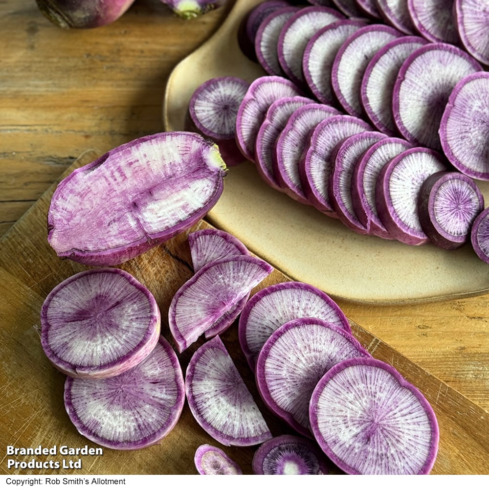 Radish 'Blue Candle' F1 - Seeds | Dobies