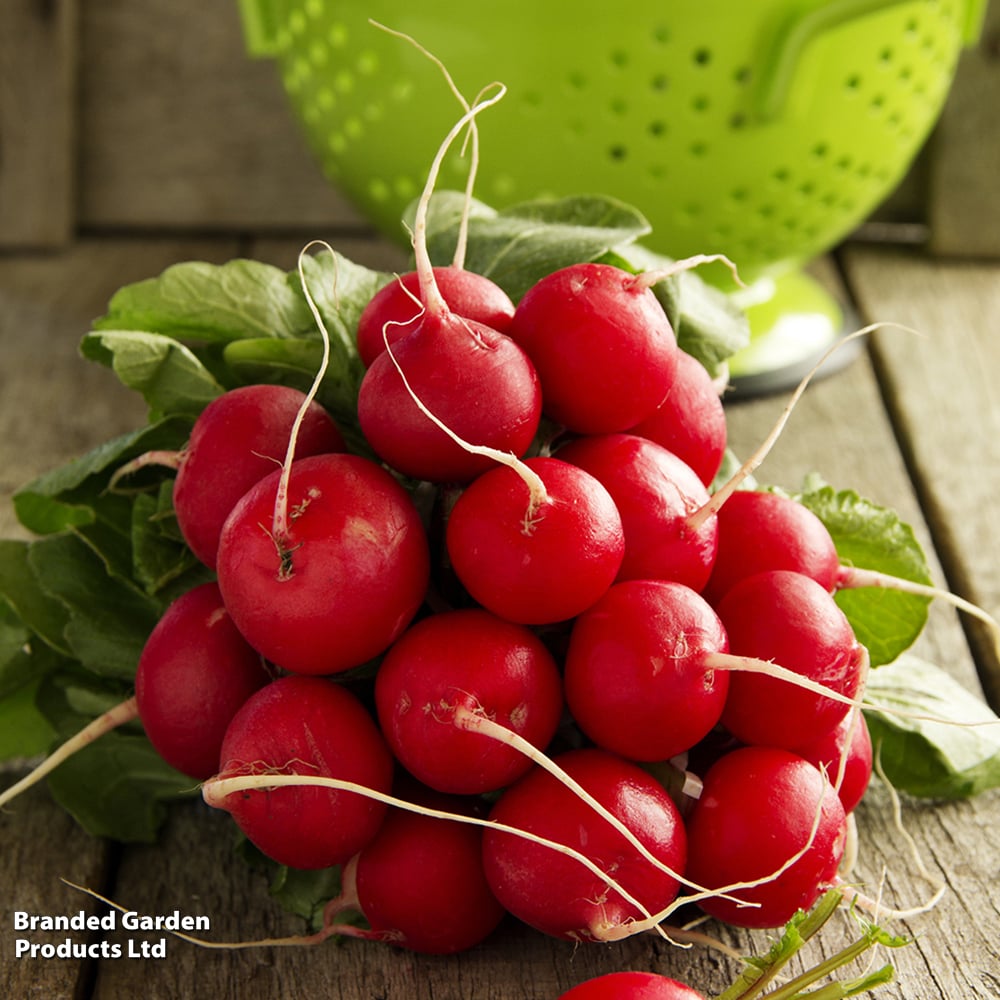 Radish 'Scarlet Globe' - Organic Seeds | Dobies