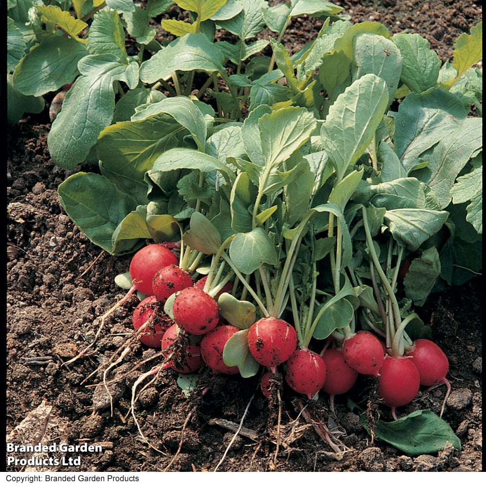 Radish 'Scarlet Globe' - Organic Seeds | Dobies