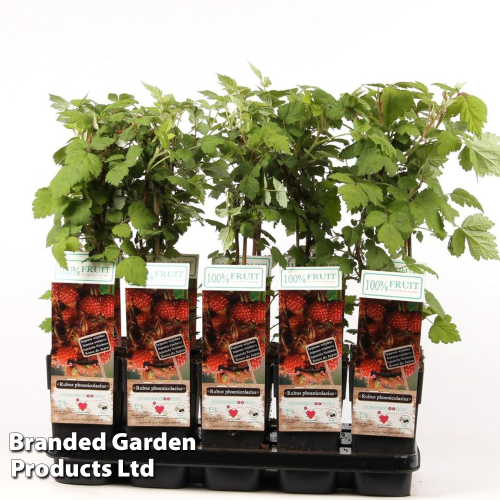 Japanese Wineberry | Dobies