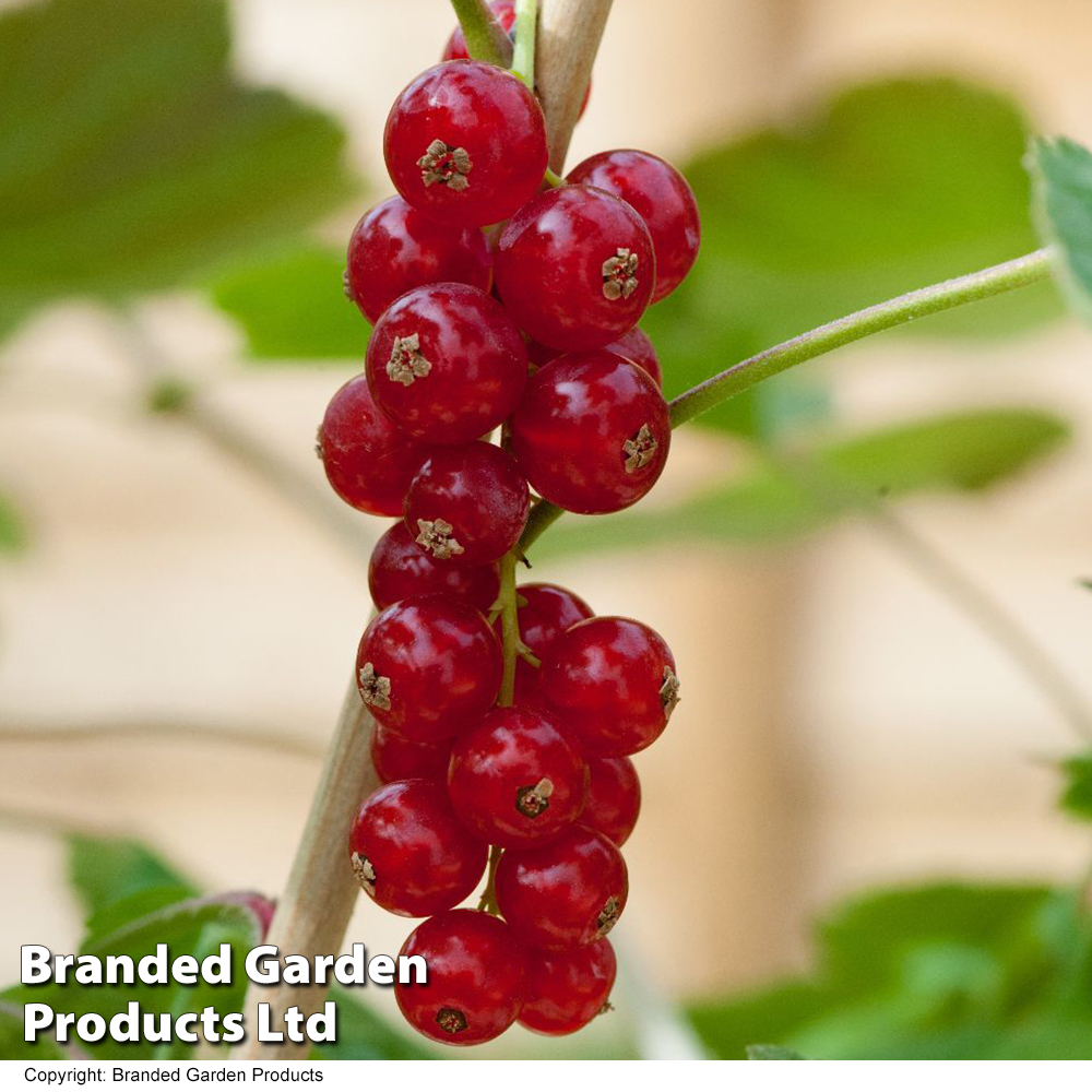 Redcurrant 'Rovada' | Dobies