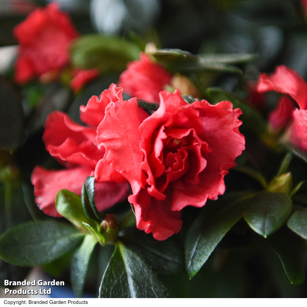 Azalea 'Simsii Hellmut Vogel' - Gift | Dobies