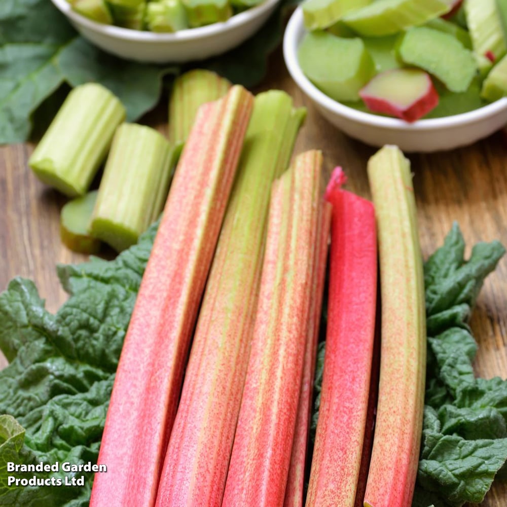Rhubarb 'Glaskins Perpetual' - Organic Herb Seeds | Dobies