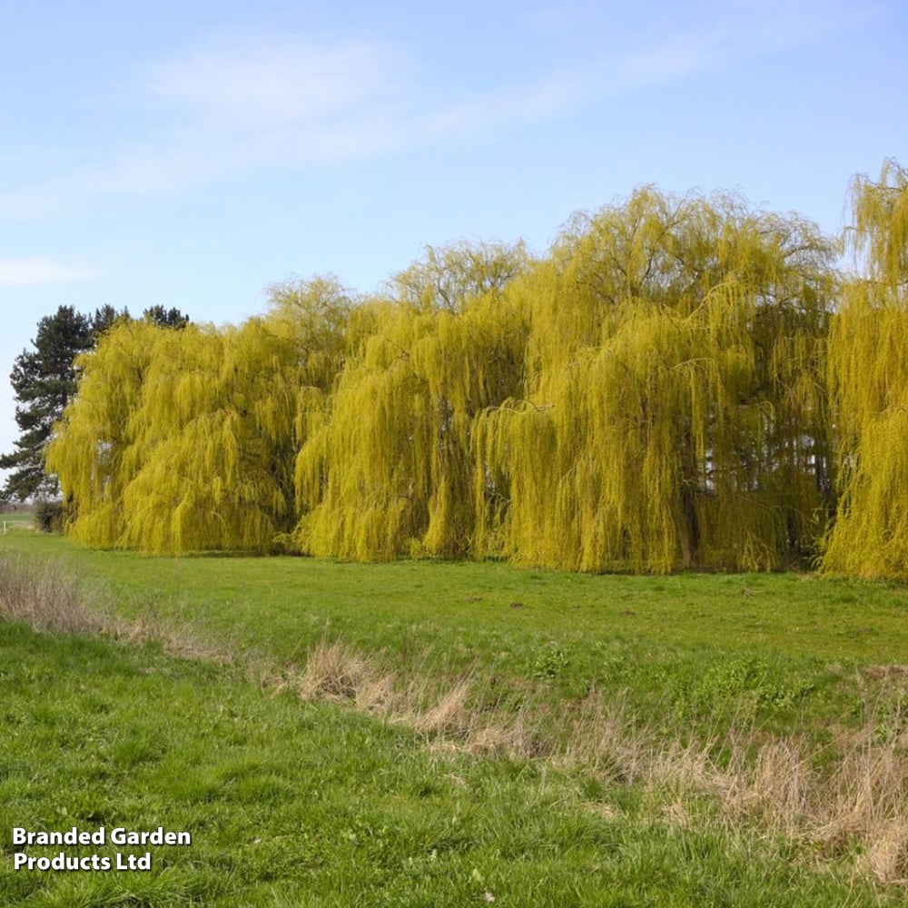 Weeping Willow Tree Northern Ireland