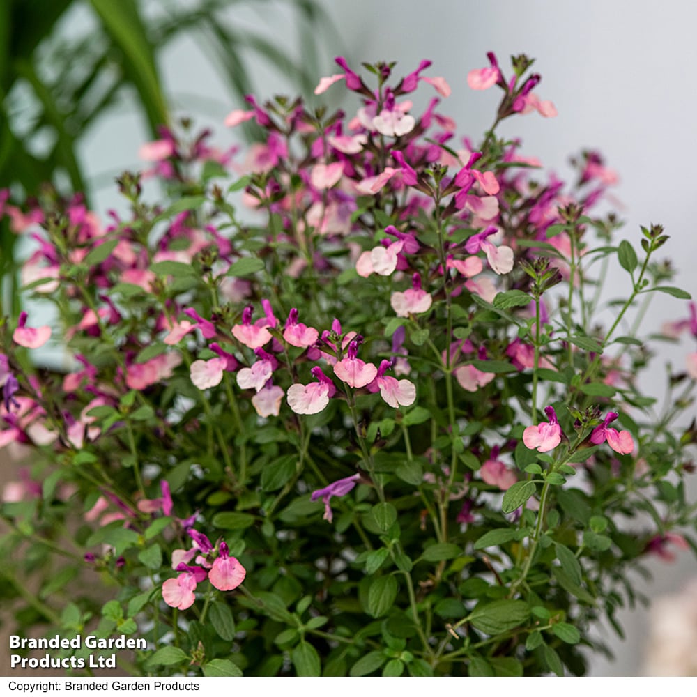 Salvia Melba Magic™ 'Peach' | Dobies