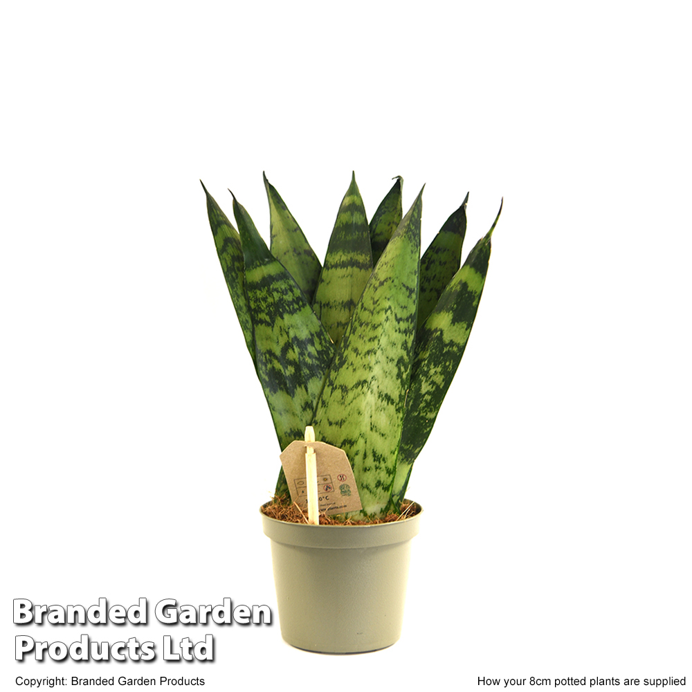 Sansevieria masoniana 'Victoria' | Dobies