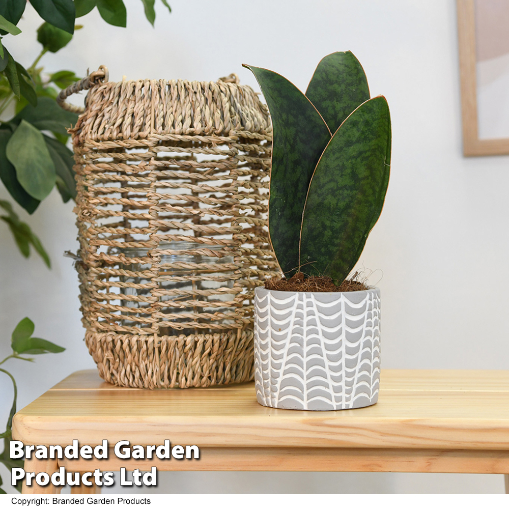 Sansevieria masoniana 'Victoria' | Dobies