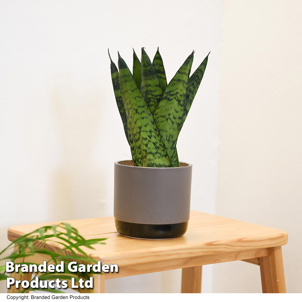 Sansevieria masoniana 'Victoria' | Dobies