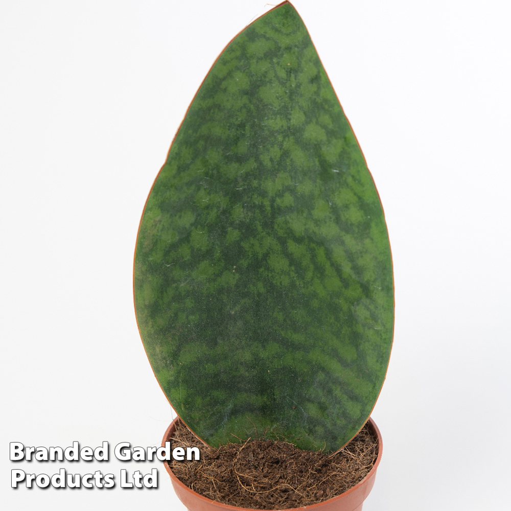 Sansevieria masoniana 'Victoria' | Dobies