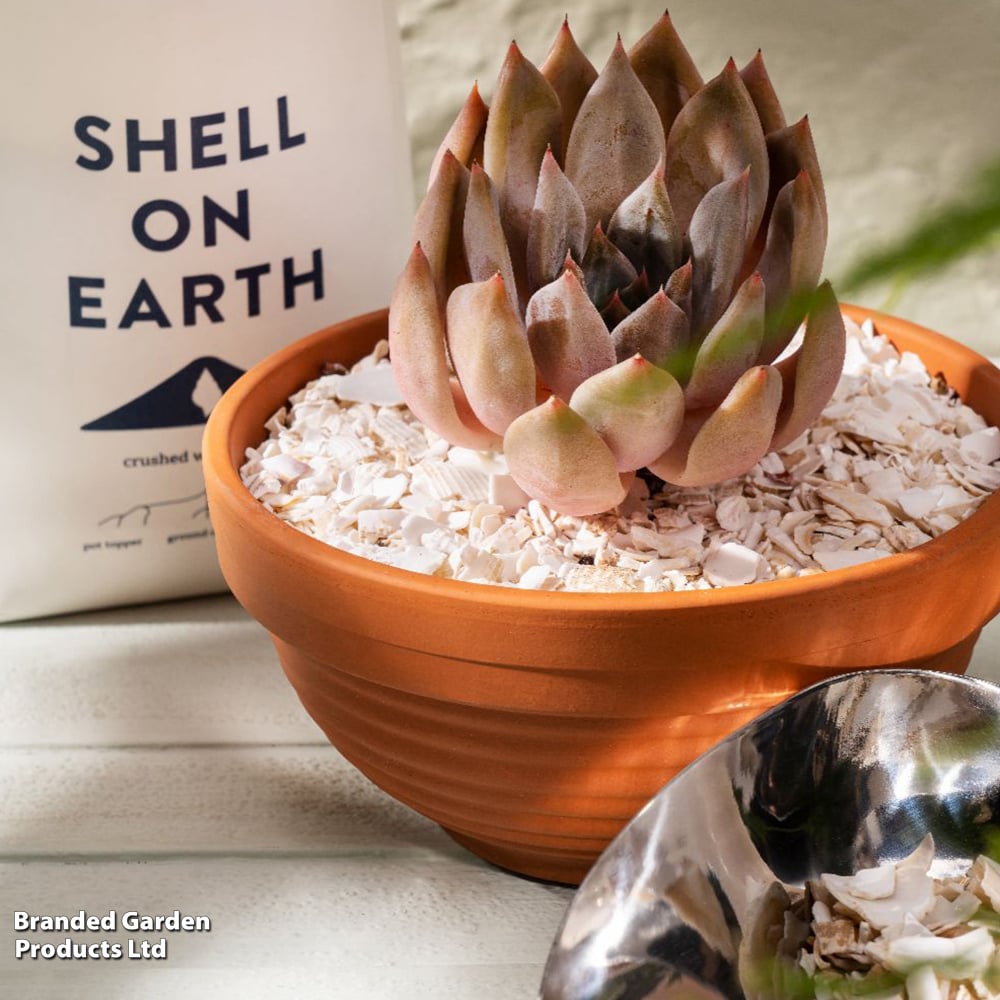 Shell on Earth - Crushed Whelk Shells | Dobies