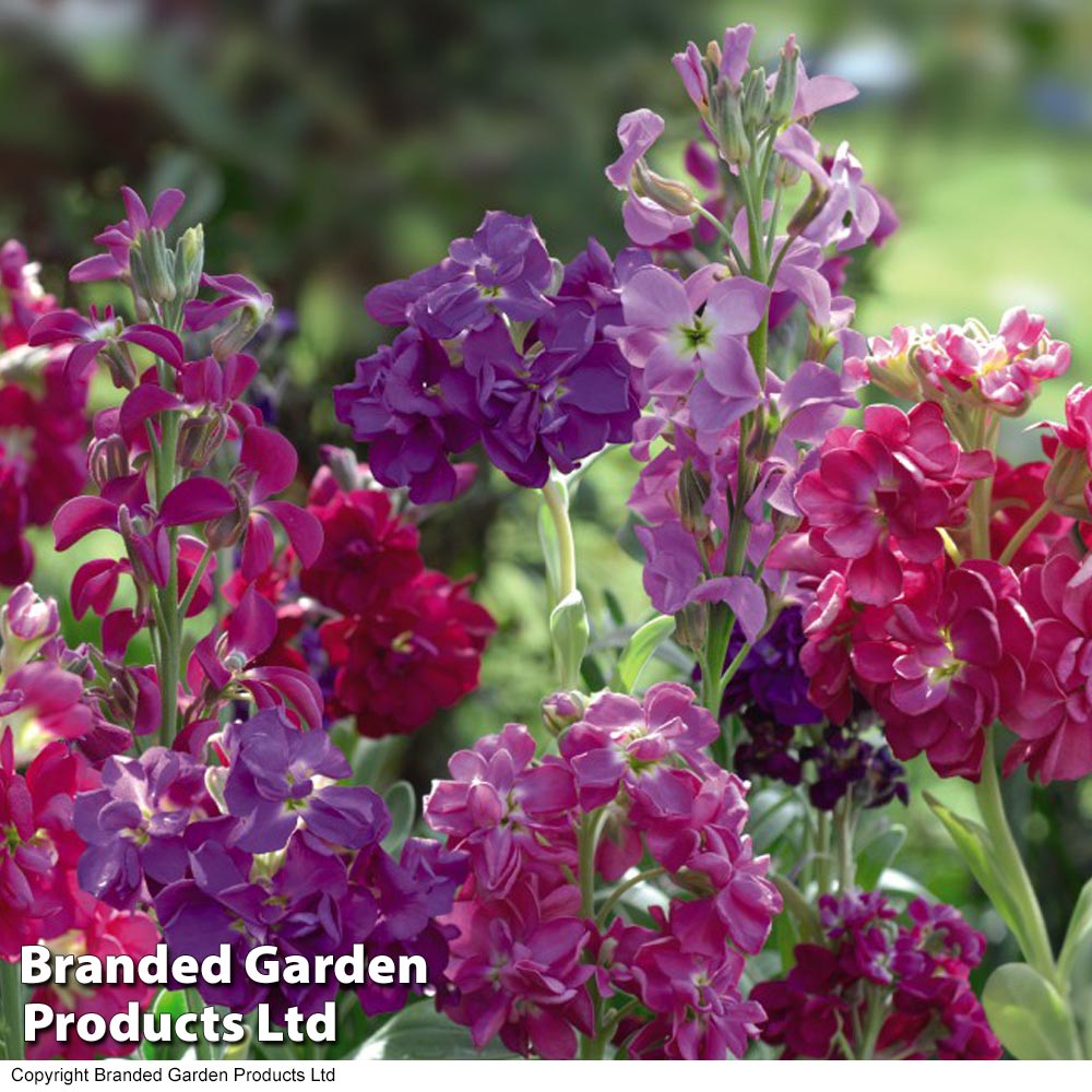 Stocks Tall Clove Most Scented Mix | Dobies