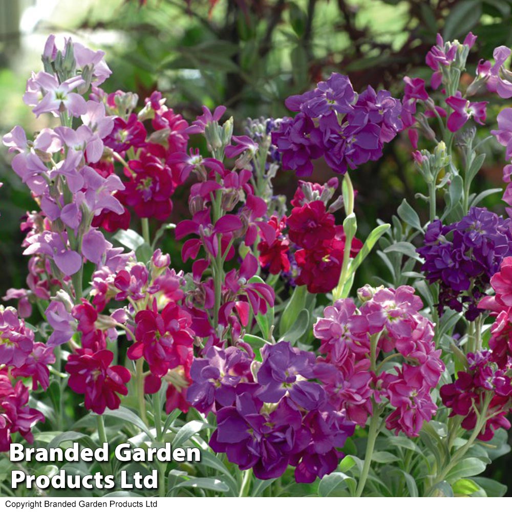 Stocks Tall Clove Most Scented Mix | Dobies