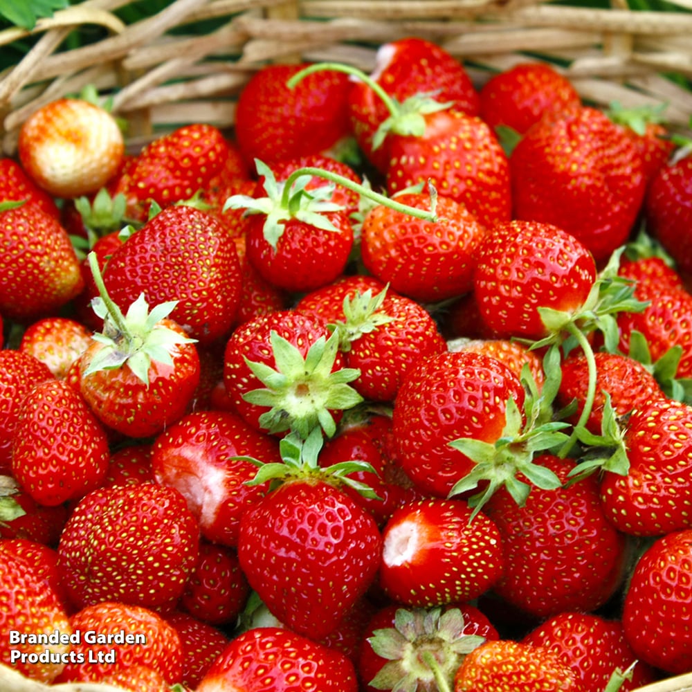 Strawberry 'Allegro' (Early Season) | Dobies