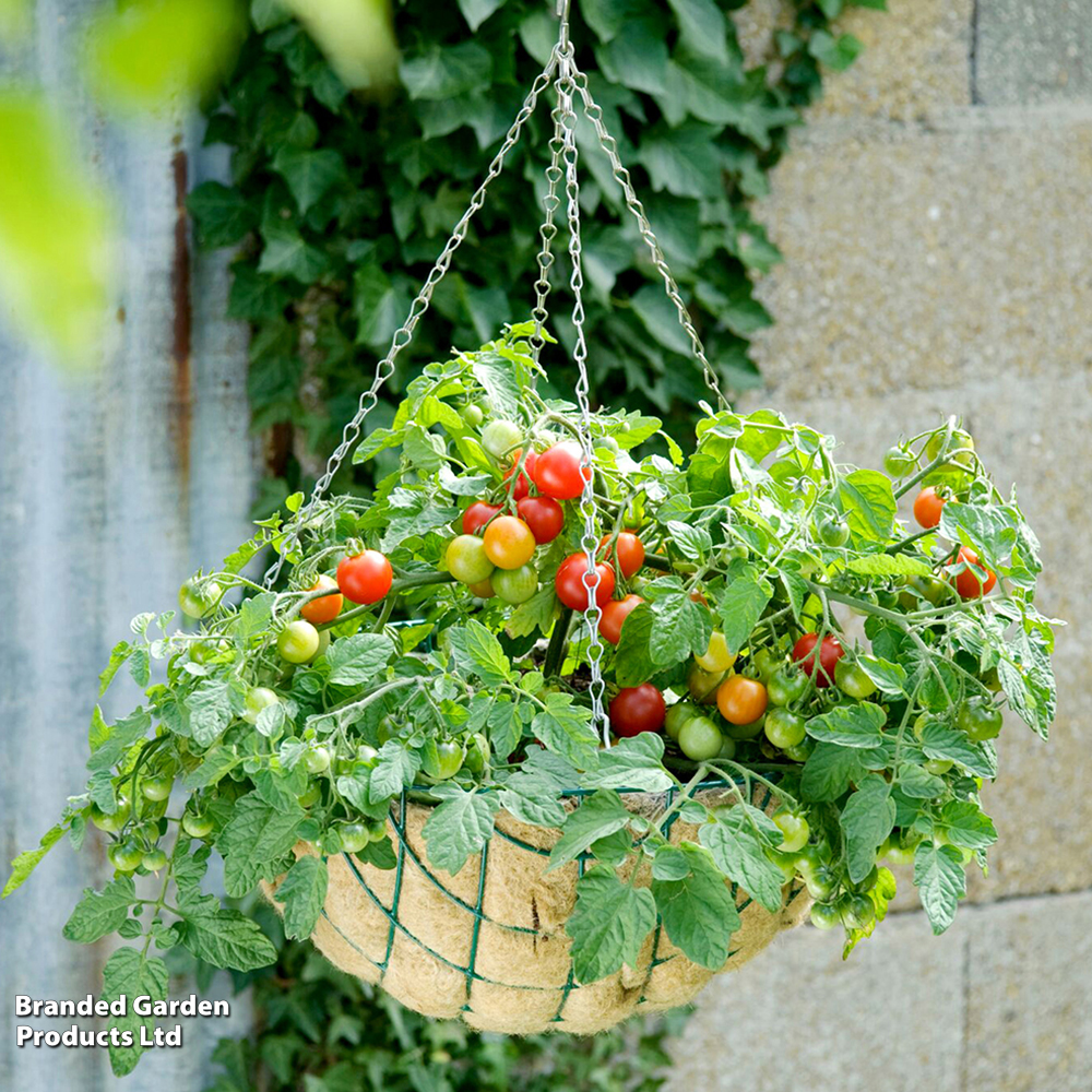 Tomato 'Tumbling Bella' | Dobies
