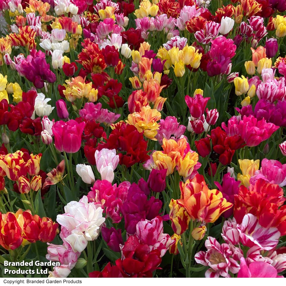 Tulip 'Club Series' | Dobies