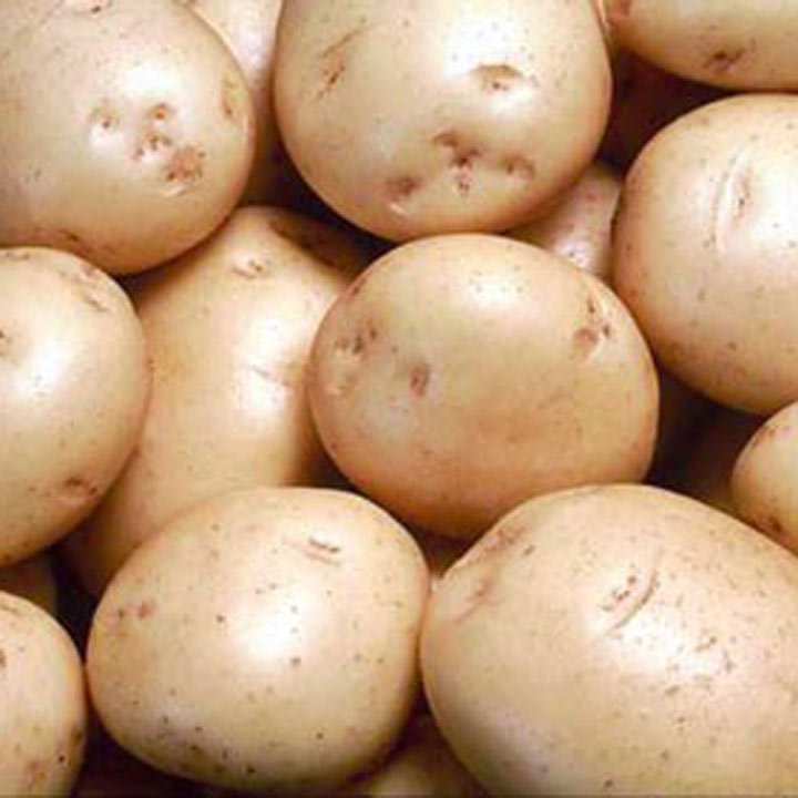 Potato Blight Tolerant Collection | Dobies
